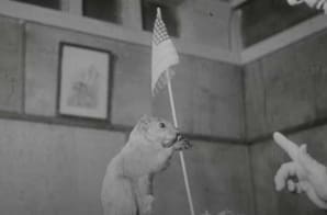 A Whirl with the Squirrels - DocsTeach